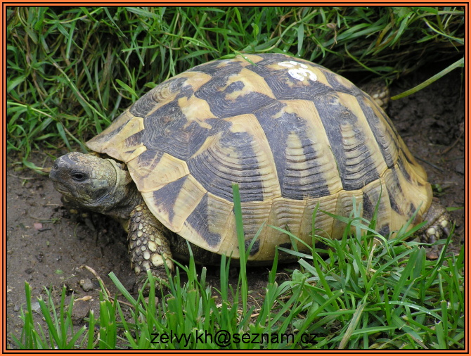 Suchozemské želvy | Úvod